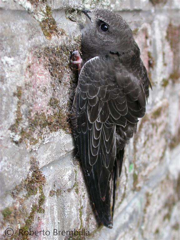 libereali: Rondine o rondone…