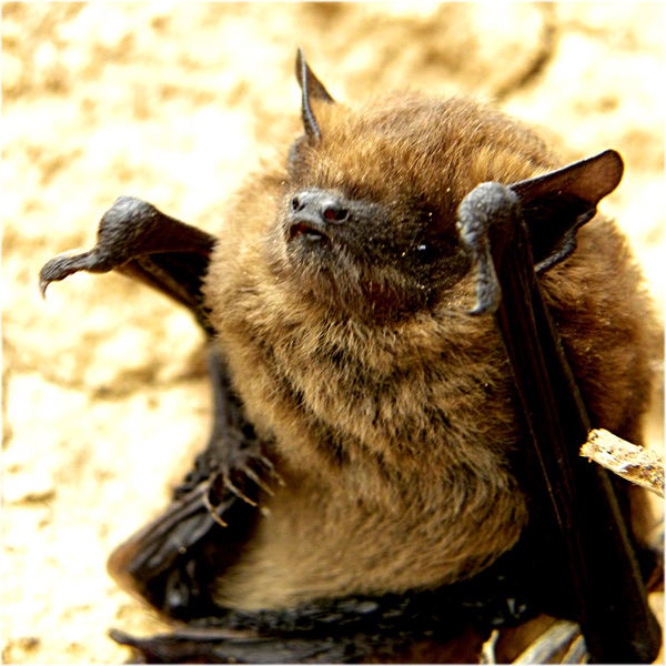 FOTO NATURA HUESCA 2: QUIRÓPTERO chiroptera Johann Friedrich Blumenbach ...