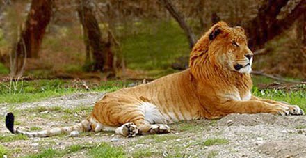 curiosidades: Tigon