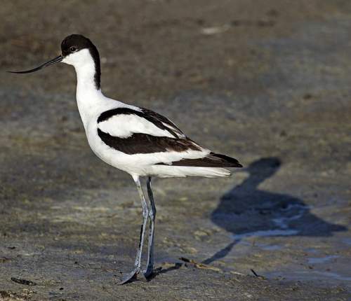 Pied avocet | Birds of India | Bird World