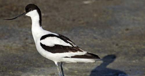 Pied avocet | Birds of India | Bird World
