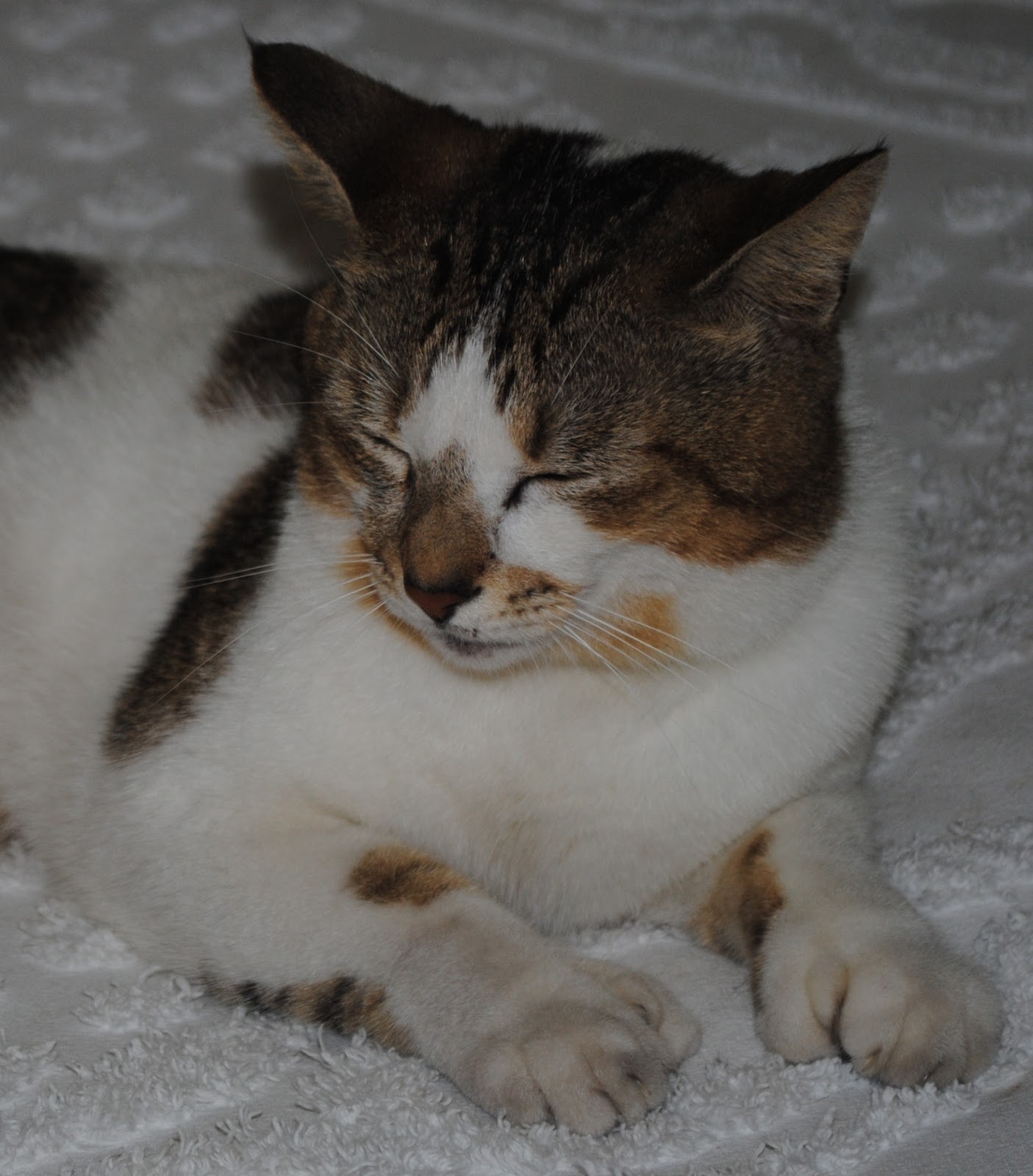 The Carpetbagger: The Hemingway Cats