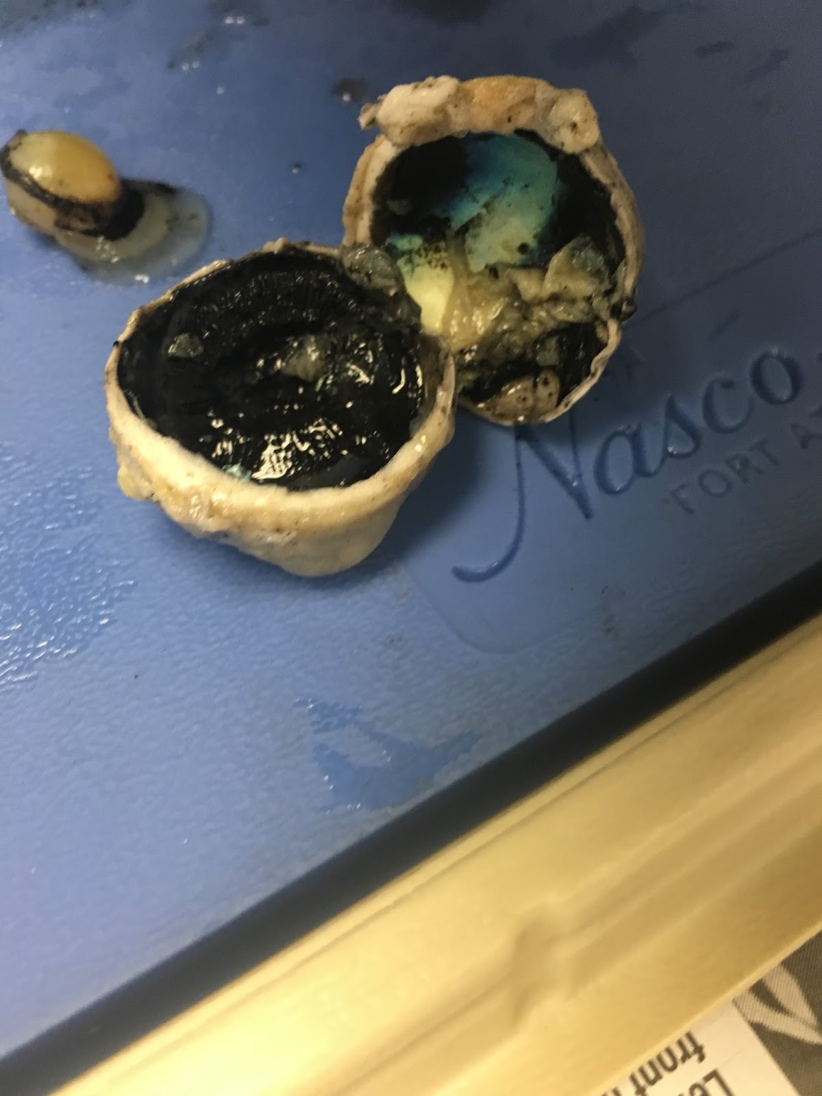 Adrienne Nguyen: Sheep Eye Disection