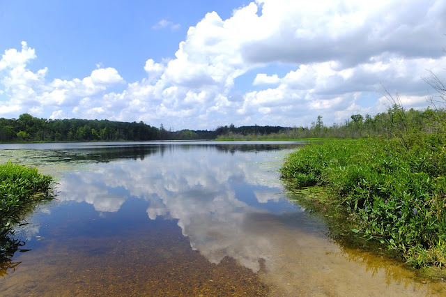 Plants Amaze Me: Places in Barry County, Michigan