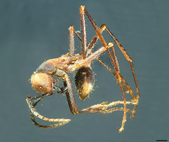 ARTHROPODA MEXICANA: Hormigas Marabunta: Eciton burchellii parvispinum