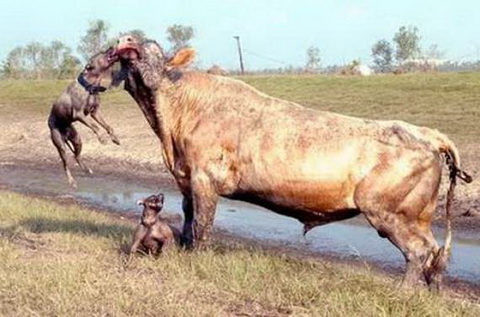 Free Wallpapers: Animals Struggle For Existence Darwin