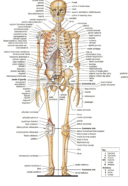Système squelettique cours anatomie 1ere année medecine dentaire | Les ...