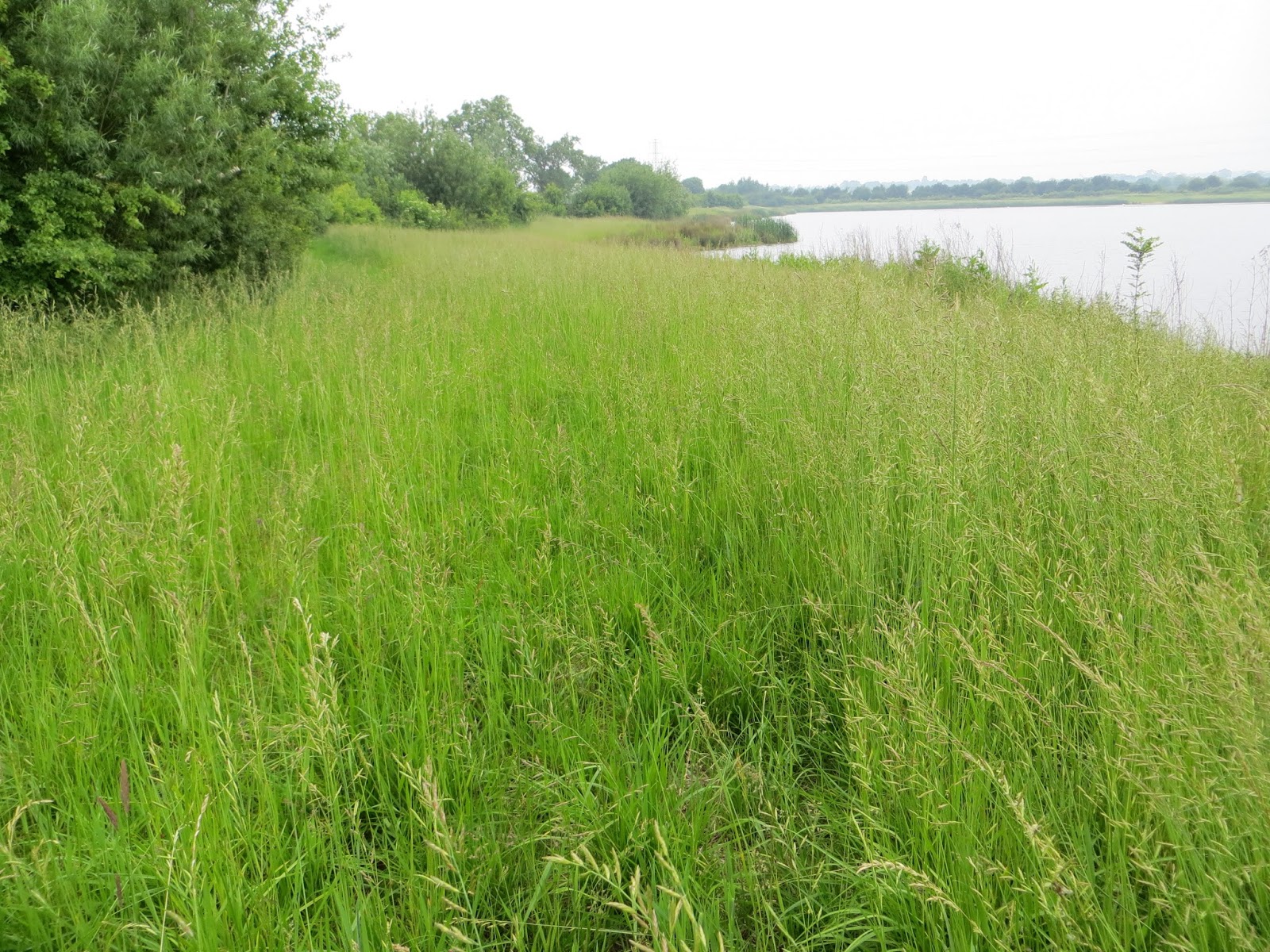 Lower Windrush Valley Project: June 2013