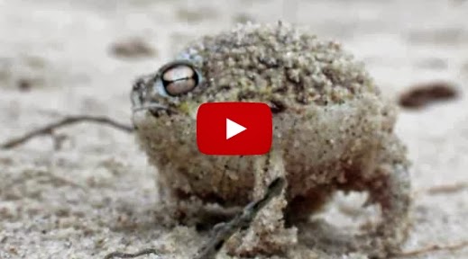 Worlds Cutest Frog - Squeaky Desert Rain Frog - Must Watch Video