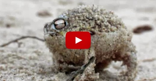 Worlds Cutest Frog - Squeaky Desert Rain Frog - Must Watch Video
