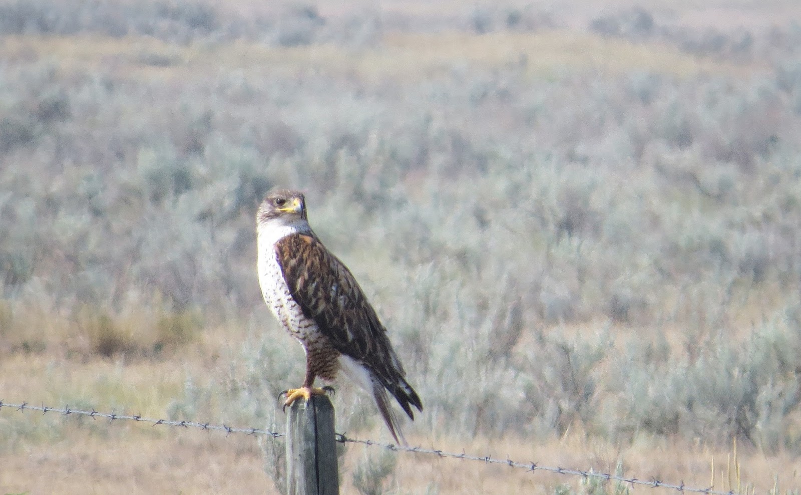 Trevor Herriot's Grass Notes: Photo gallery: watching the birds of ...