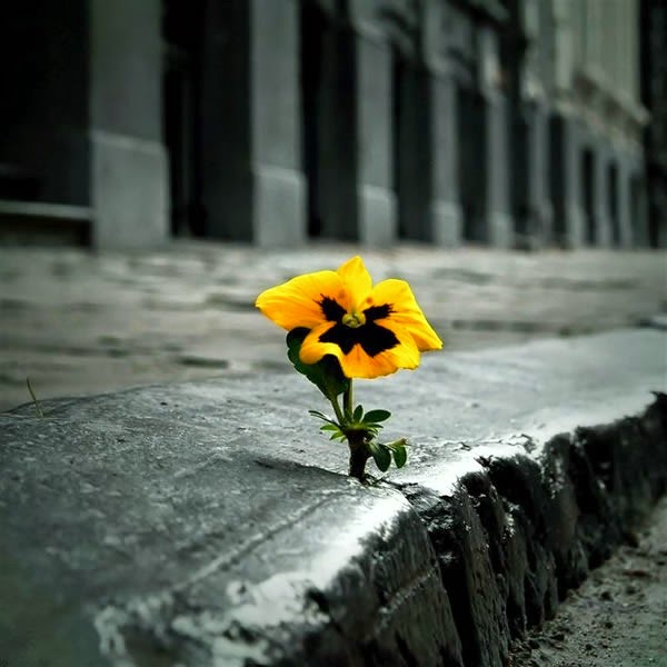 Lonely Sad Yellow Flower I am so Lonely I'm So Lonely...