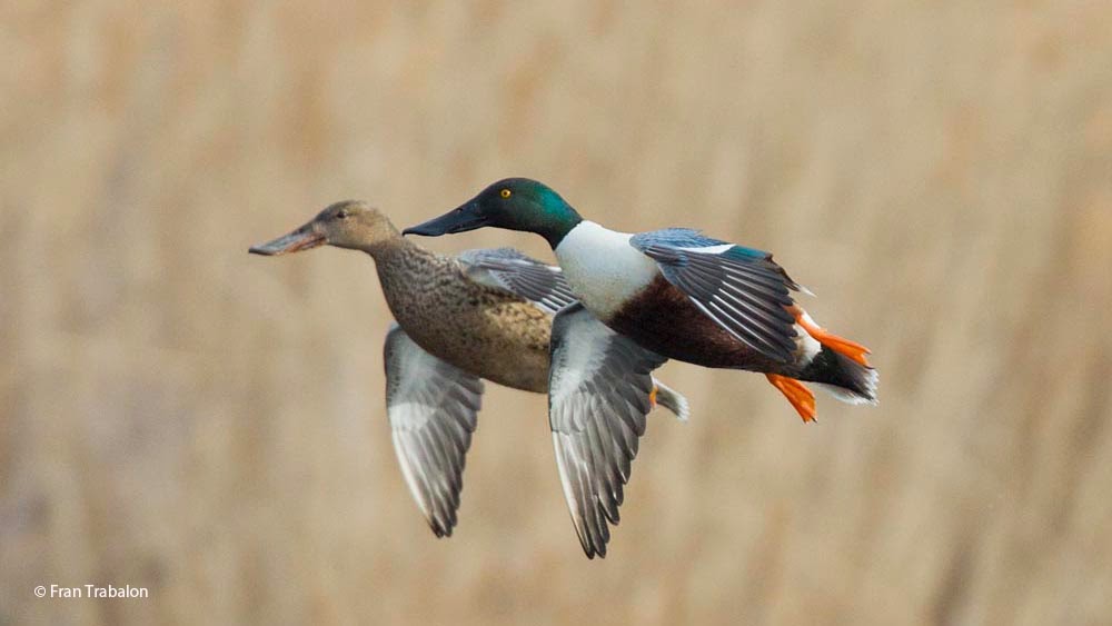 ZAGROS NATURE IMAGES: Northern Shoveler