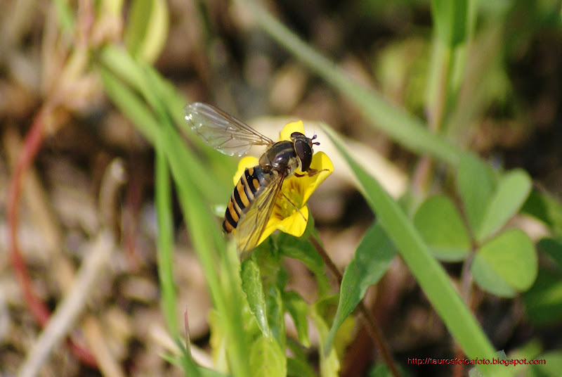 TAUROS FOTO A FOTO: MOSCA NEGRA Y AMARILLA