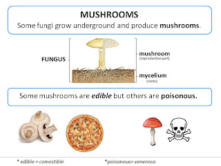 5th Grade - Andrés Segovia: UNIT 1: Fungi Kingdom