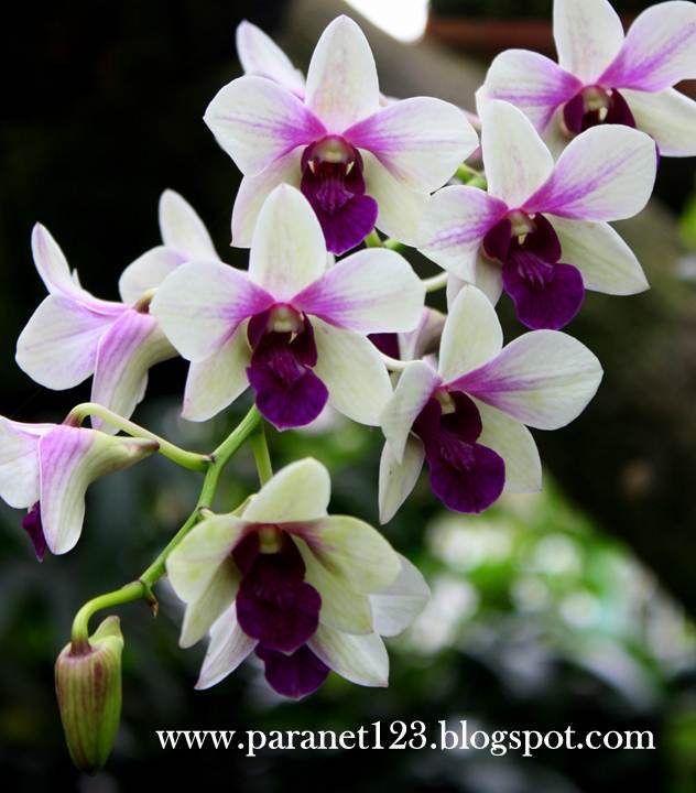 Cara Lengkap Budidaya Bunga Anggrek dengan Mudah dan Sederhana | Jual ...