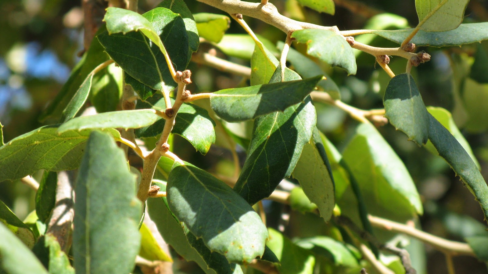 Trees of Santa Cruz County: Quercus suber - Cork Oak