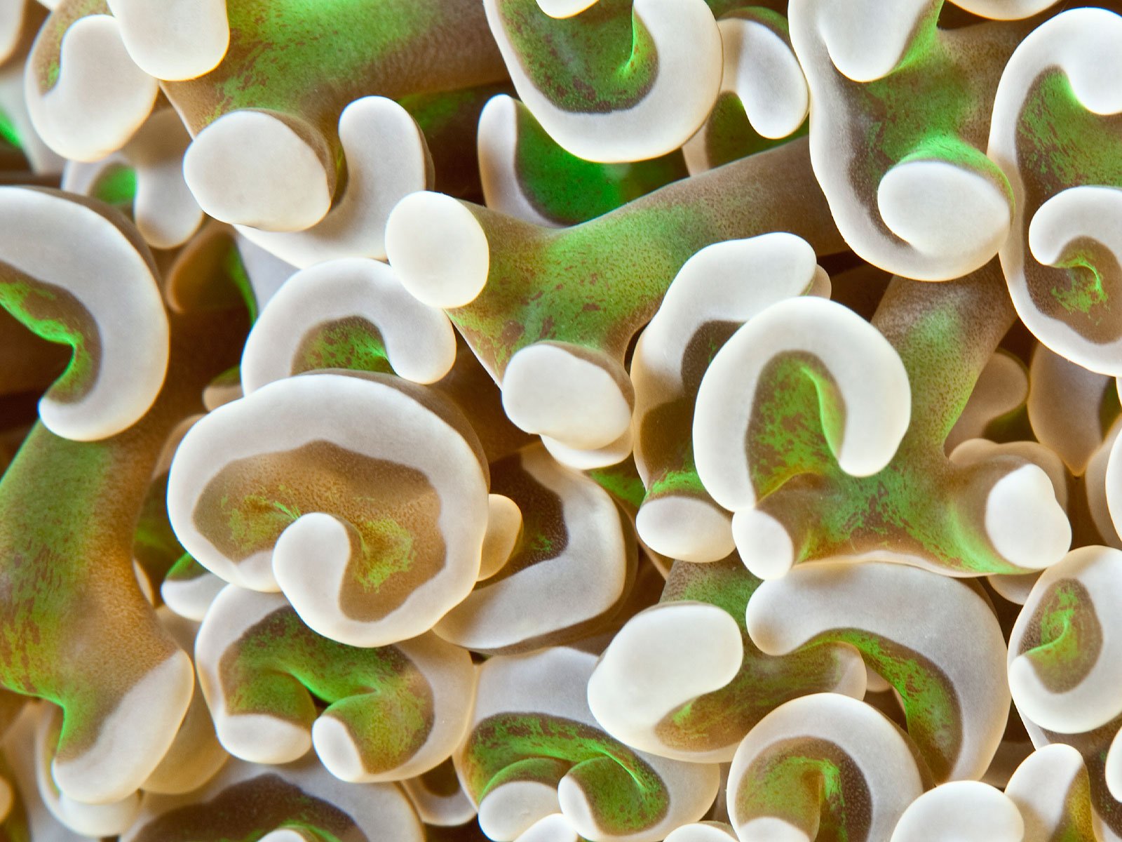 Underwater Photography... Photographer Nicholas Samaras ~ Pix Addictoin