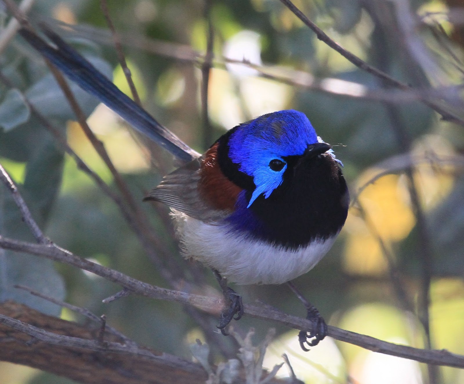 Richard Waring's Birds of Australia: Enjoying the birdlife at the local ...