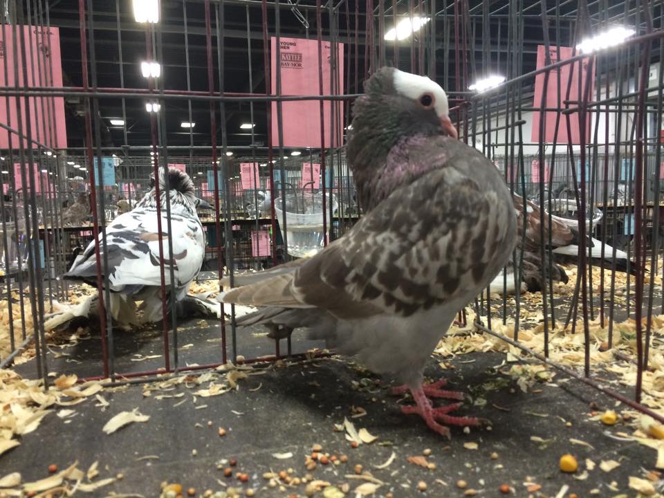 World of Pigeons and Doves: Mookee Pigeon