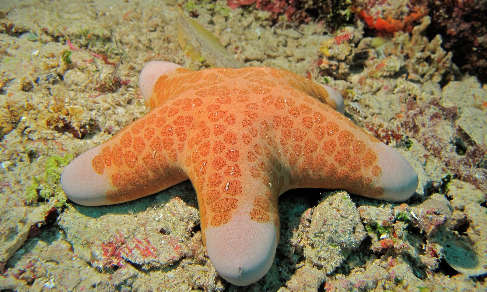 Real Monstrosities: Granulated Starfish