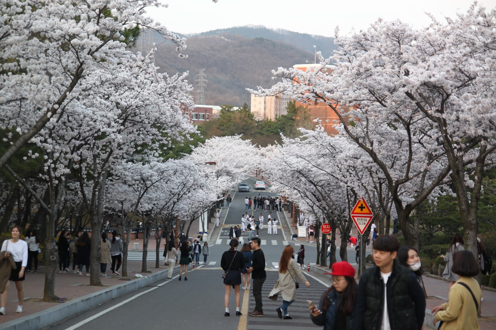 Fun & Free Daegu Travel: Absolutely Gorgeous Blooming Cherry Blossom Photos Ever, in Daegu South ...