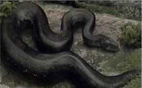 Kisah Ular Hitam Membelit Jenazah Wanita - Sana-Sini Info