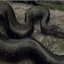 Kisah Ular Hitam Membelit Jenazah Wanita - Sana-Sini Info