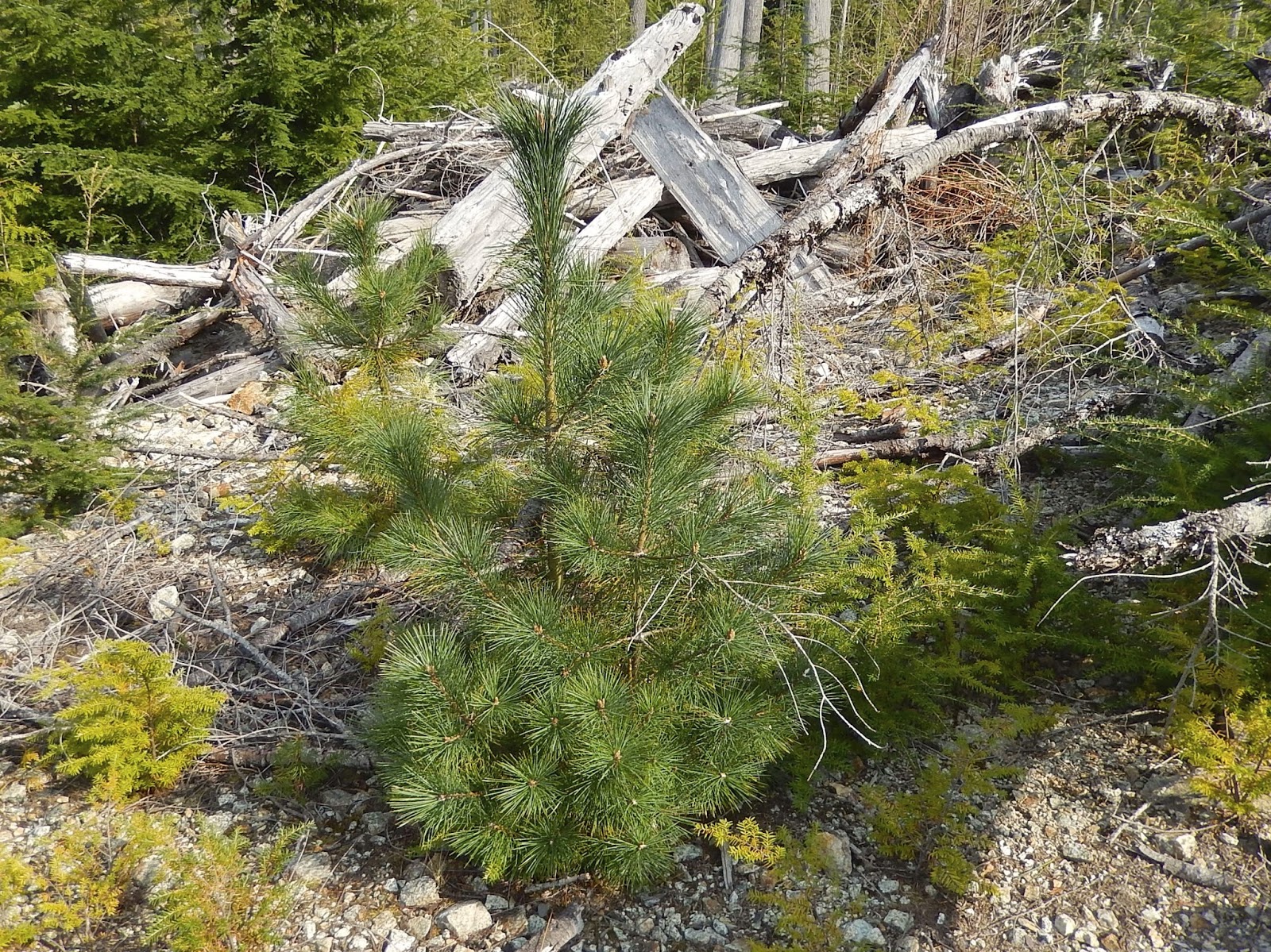 Powell River Books Blog: Coastal BC Plants: Western White Pine