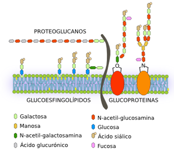 FUNCIÓN DE LOS CARBOHIDRATOS: Aprende