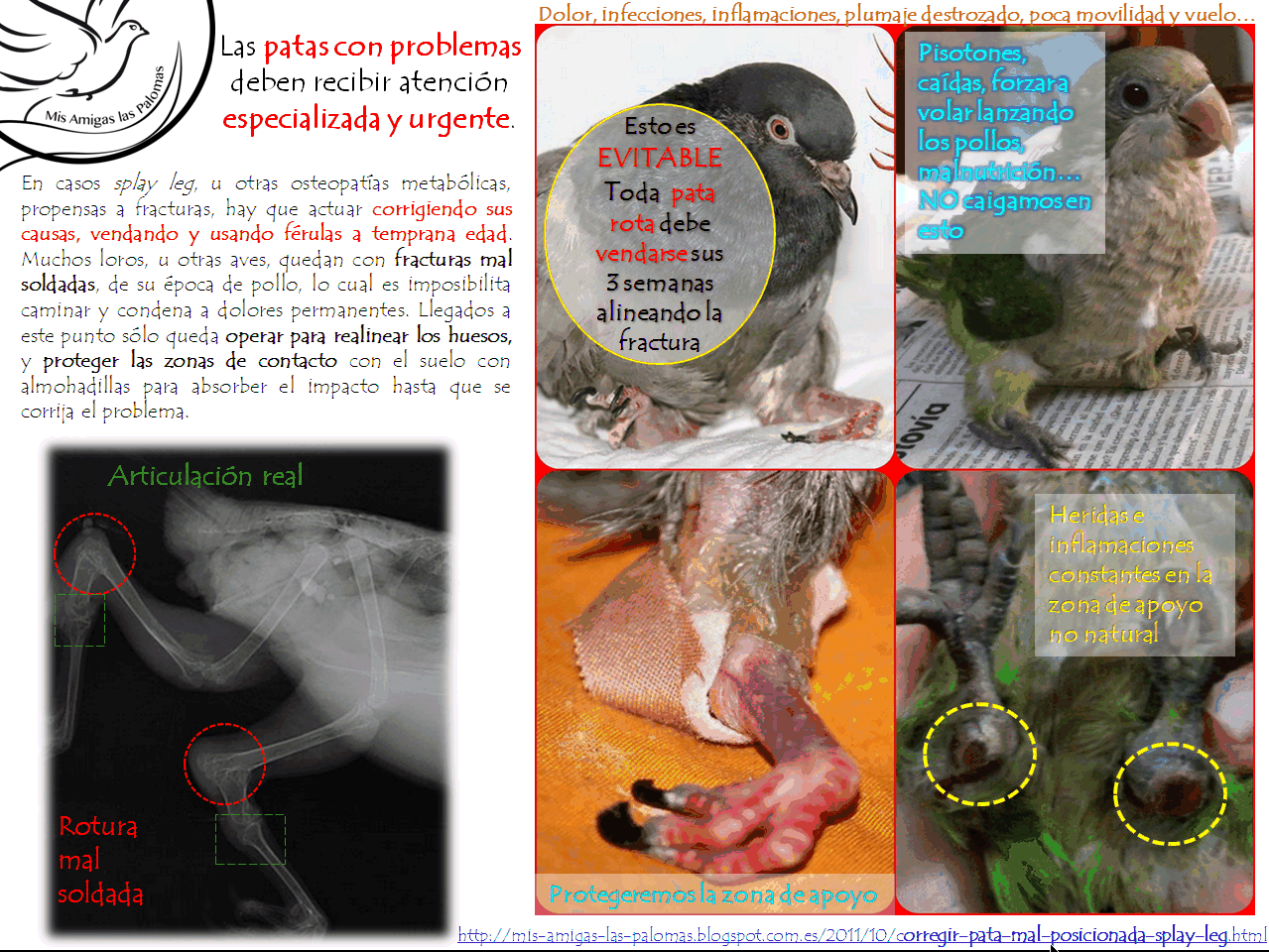 Mis amigas las palomas: Corregir pata mal posicionada (Splay Leg)