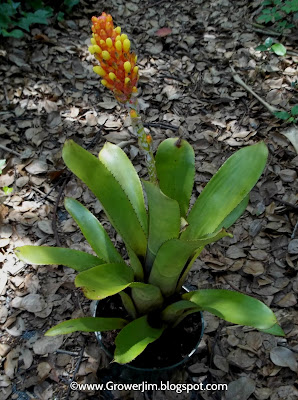 Garden Adventures: Aechmea comata