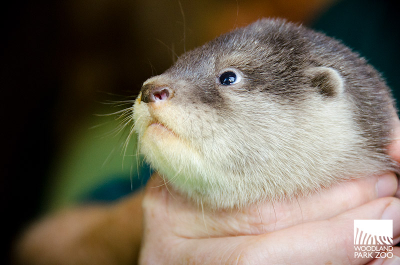Otter pups are all boys