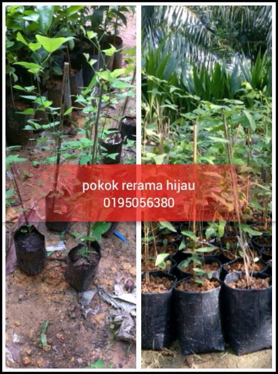 D'LAMAN HIJAU NURSERY: JENIS JENIS POKOK(03)