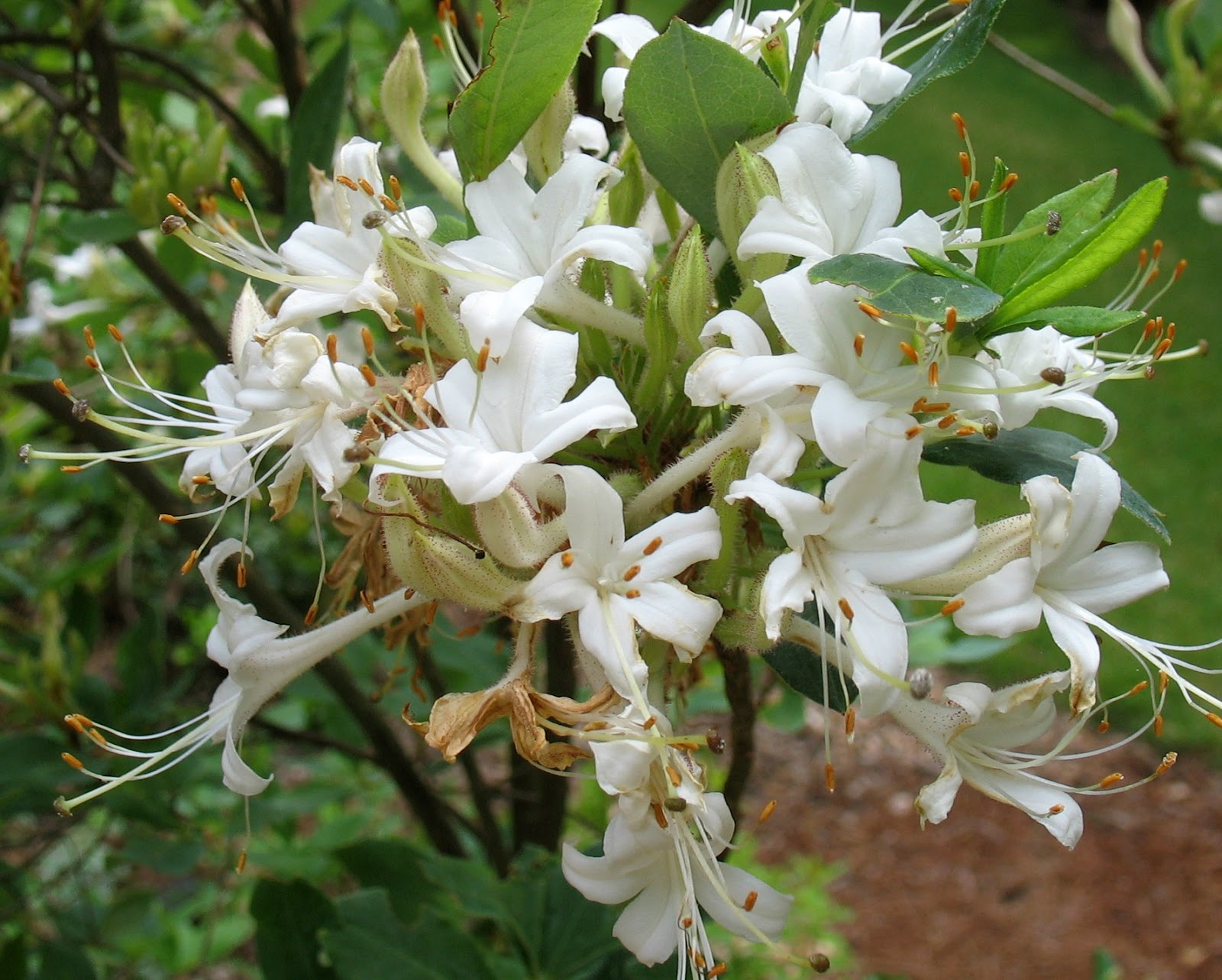 Using Georgia Native Plants: A Parade of Native Azaleas