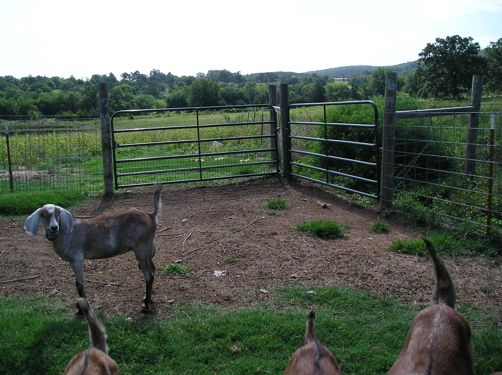 Thoughts from Frank and Fern: Pasture Rotation