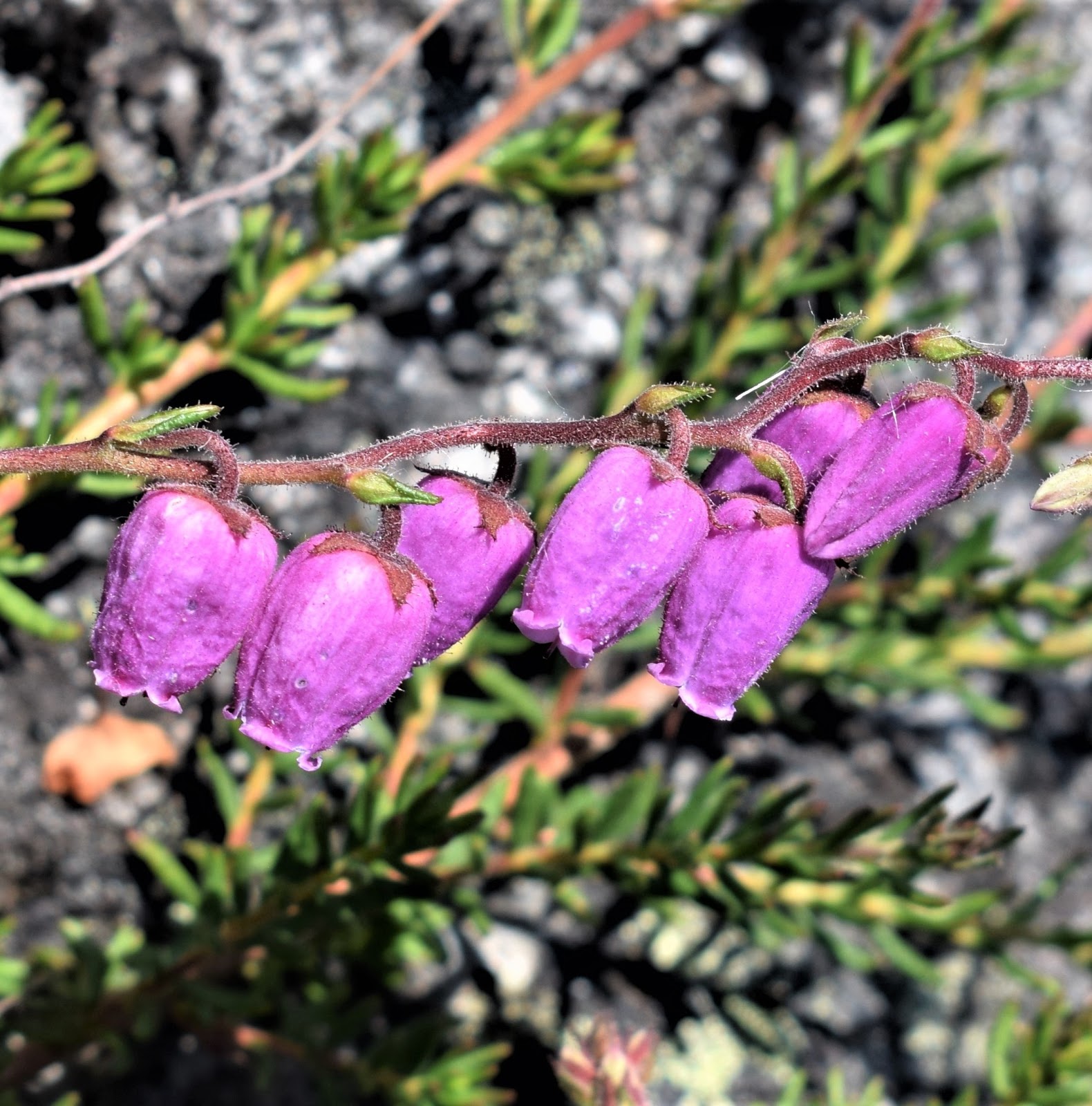 Plantas: Beleza e Diversidade: Urze-irlandesa (Daboecia cantabrica)