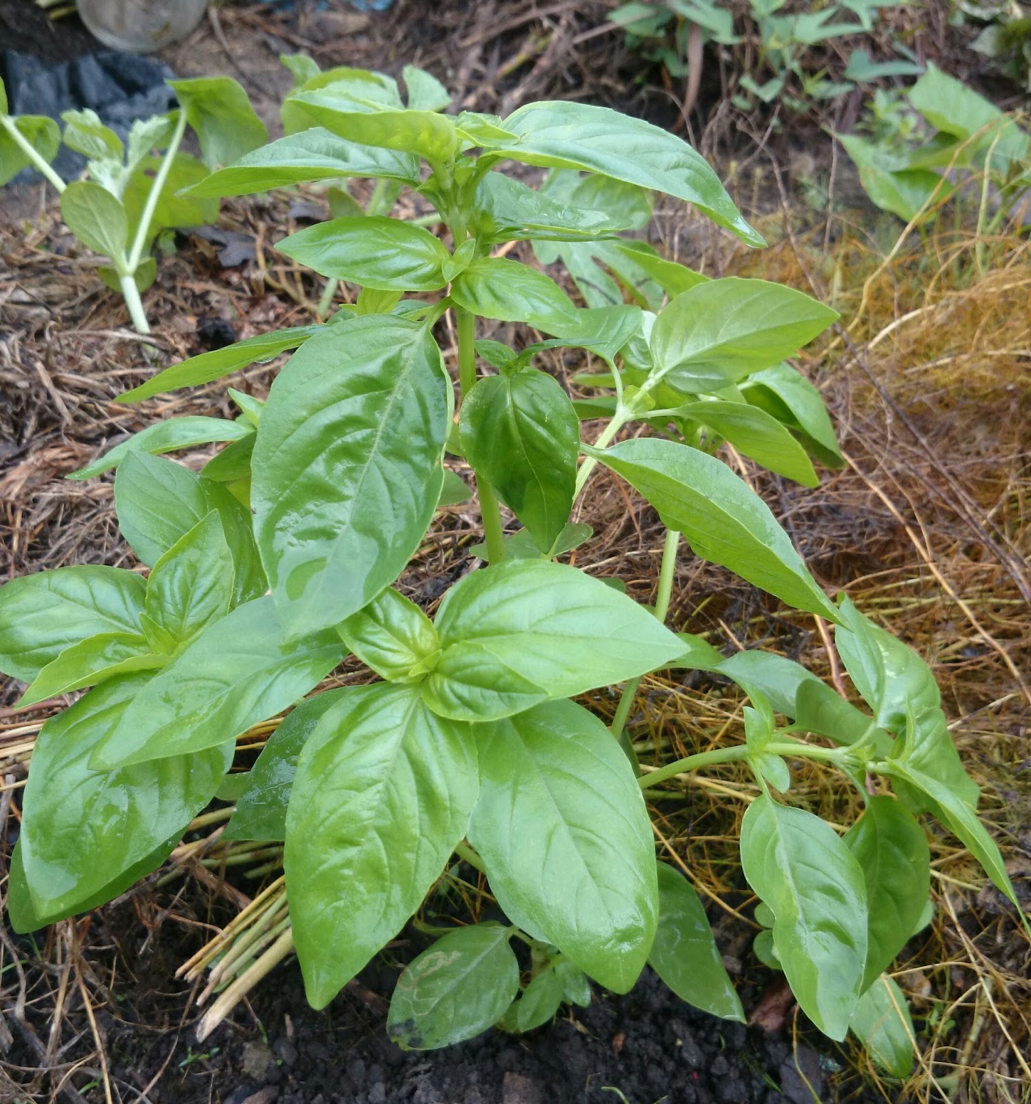 SENARAI POKOK HERBA DI KBR (UPDATE AUGUST 2015) - Rangkuman Cara ...