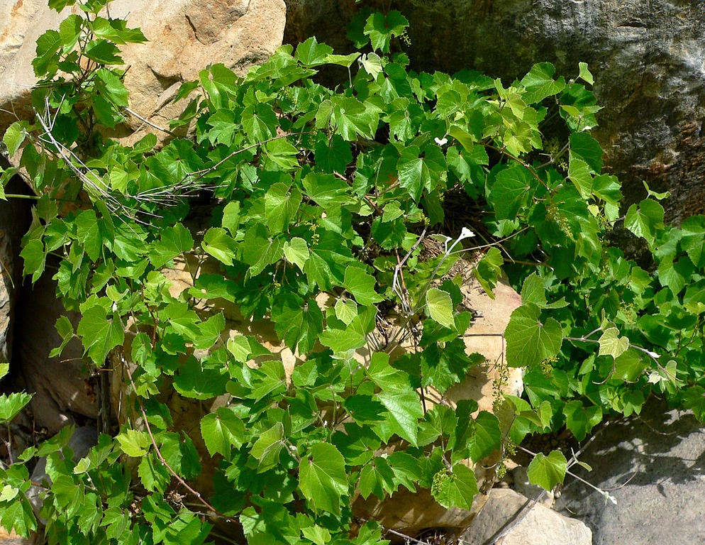 Trees Planet: Vitis arizonica - Canyon Grape - Arizona Grape