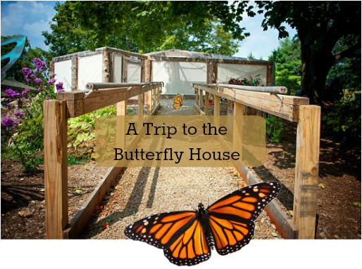 CONTROLLING Craziness: A Visit to the Butterfly House