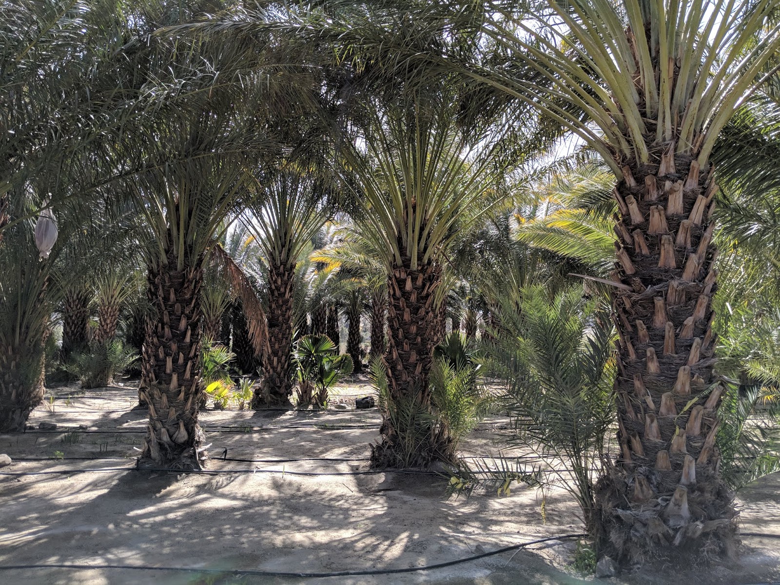 Vegan Eats and Treats!: A Trip to Sam Cobb Date Farm for Fresh Dates!