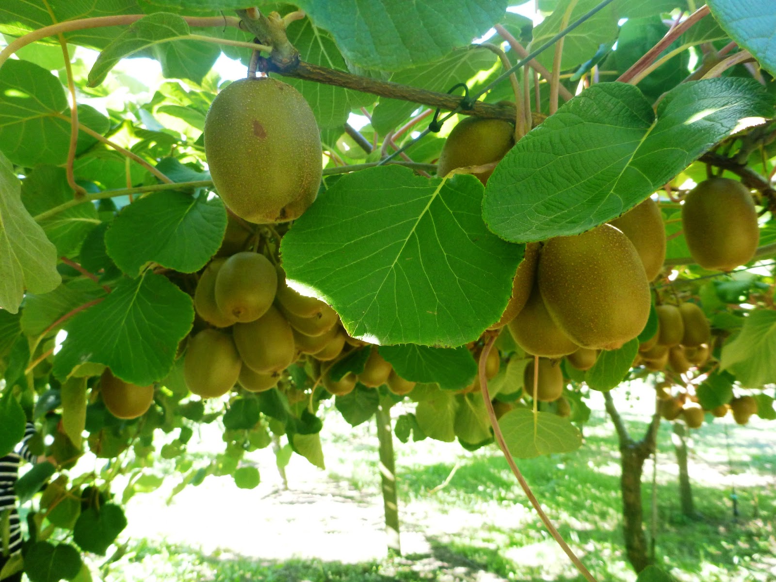 Mags and Mike's Travel Blog: Beach, Kiwi and a new life!