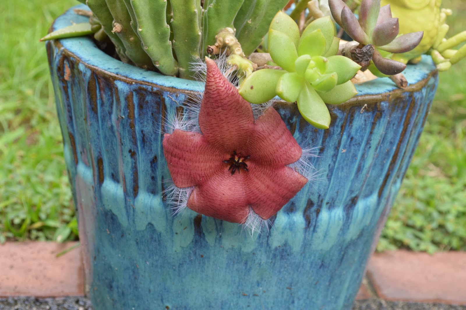 The Stapelia gigantea Cactus Flower (Carrion flower)