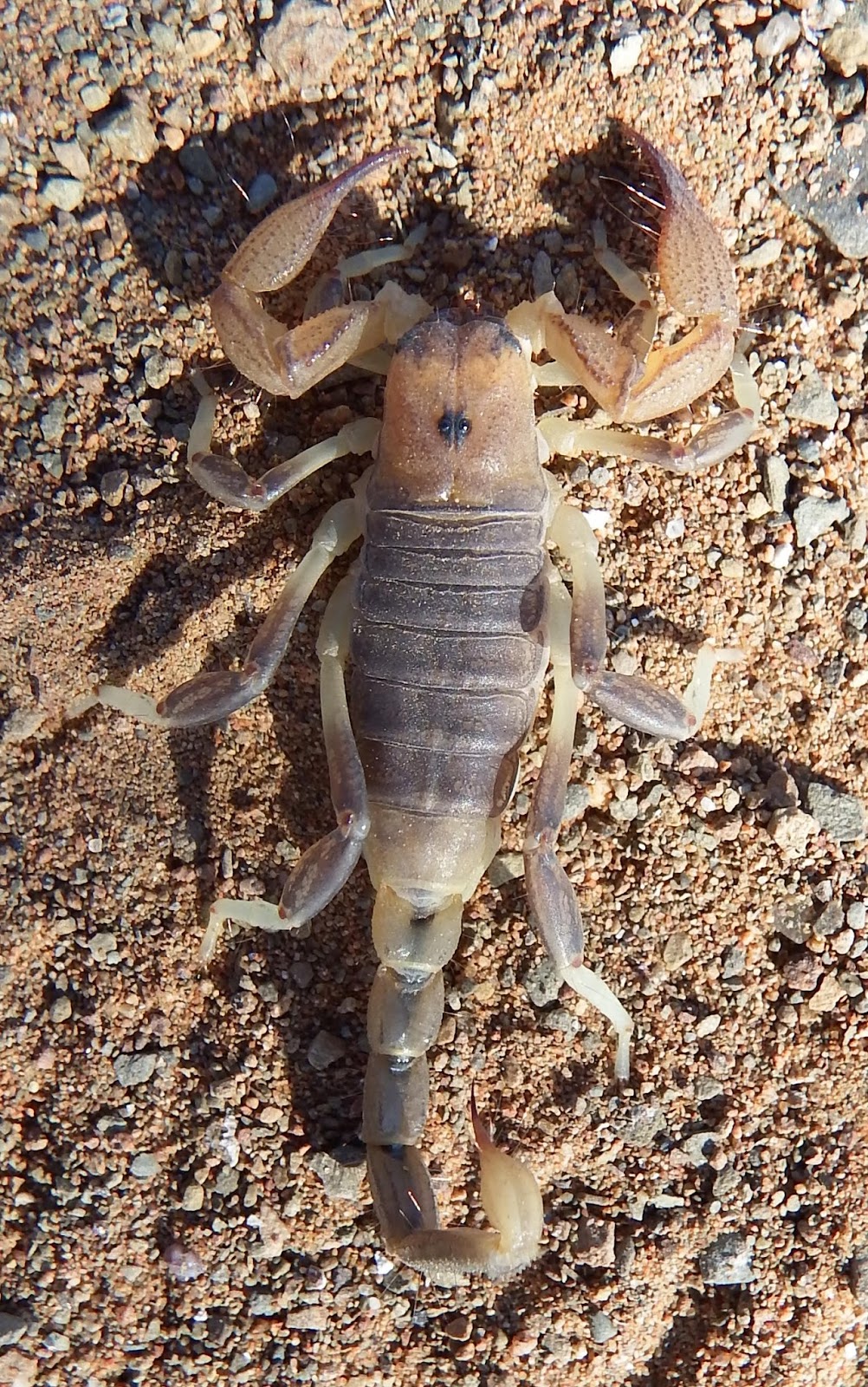 Karoo BioGaps Project: BioGaps Scorpions Fieldtrip