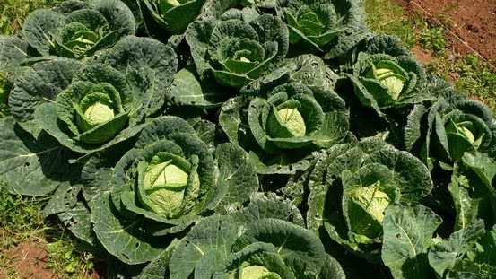 Hotel Posada del Valle: Mulching and living compost