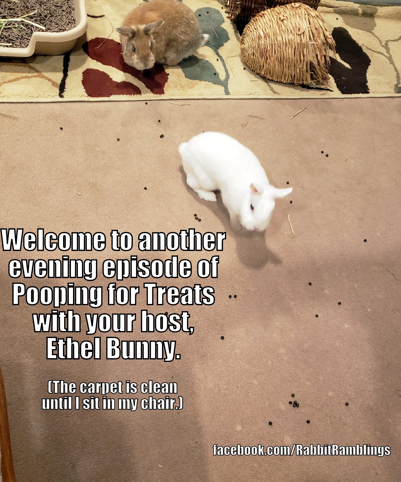 Rabbit Ramblings: Funny Bunny Memes