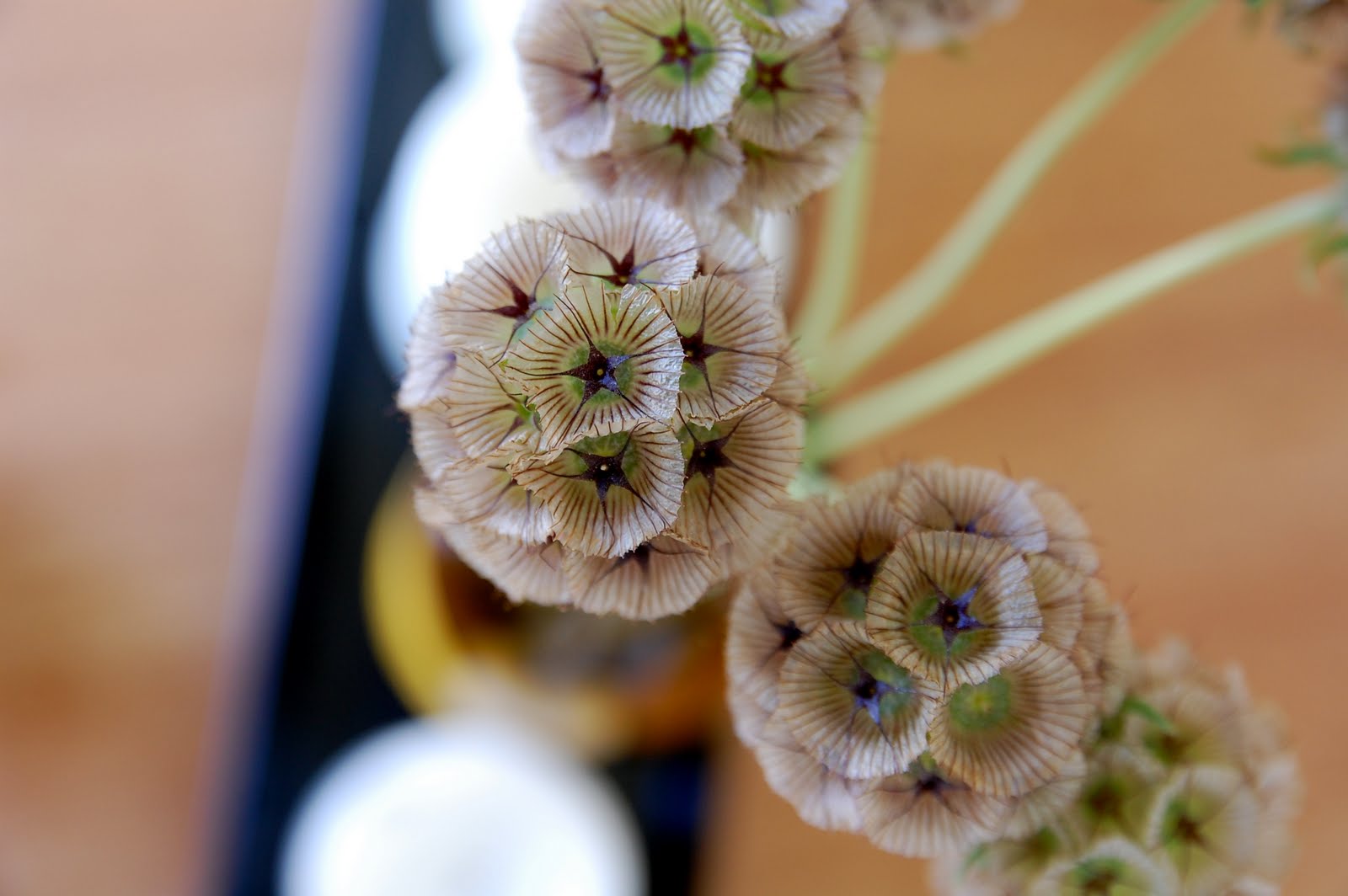 ZZ Eats: A Faux-Forager's Delight - Morels