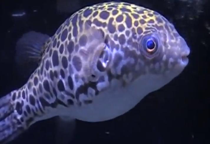 Fish Zone: spotted green puffer care