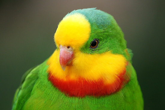 Barraband Parakeet birds - Wallpapers Free