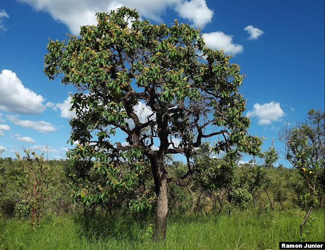 Blog de Karoline: Qualea grandiflora - Pau Terra